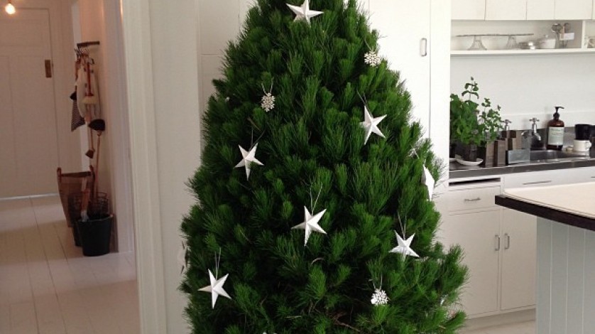 St Nick's Real Christmas Trees | Auckland NZ